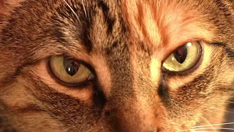 Marvelous deep orange tabby cat eyes wit... | Stock Video | Pond5