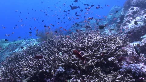 Marvelous view: school of yellow-finned ... | Stock Video | Pond5