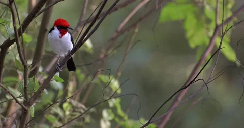 Masked Cardinal perched on a branch. | Stock Video | Pond5