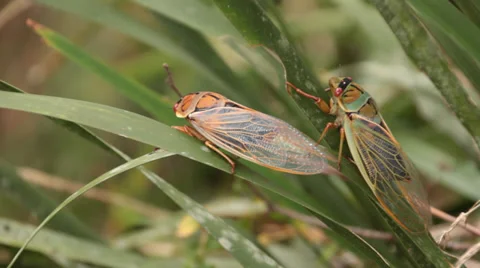Masked Devil / Yellow Monday Cicada - Ci... | Stock Video | Pond5