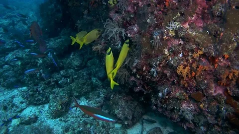 masked spinefoot - Siganus puellus and B... | Stock Video | Pond5