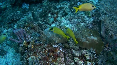 masked spinefoot - Siganus puellus and B... | Stock Video | Pond5
