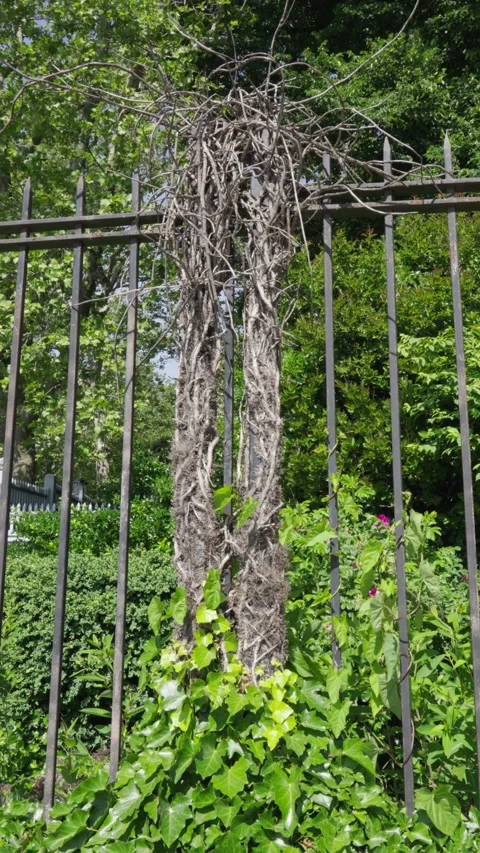 Mass of tangled brown dead vines form kn... | Stock Video | Pond5