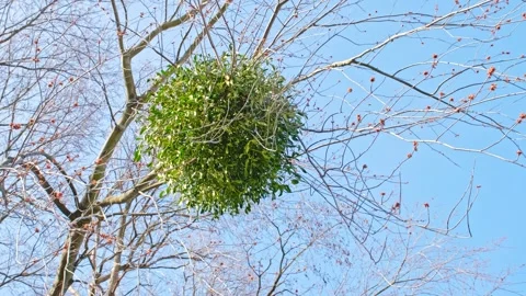 Mistletoe Stock Footage ~ Royalty Free Stock Videos | Pond5