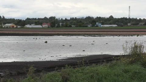 Massive flooding of farm fields full of ... | Stock Video | Pond5