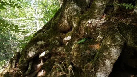 Massive roots of an old mossy tree in ju... | Stock Video | Pond5
