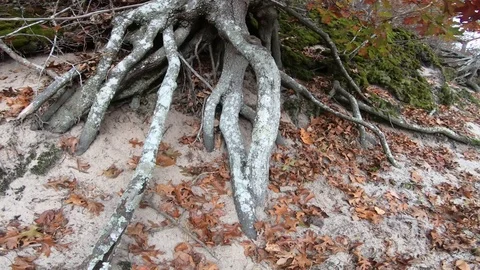 Coming Within A Stock Videos – Royalty-Free HD & 4K Videos | Pond5