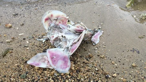 Fish Big Head Stock Videos – Royalty-Free HD & 4K Videos | Page 6