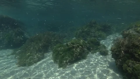 Massive school of fry fish swims under s... | Stock Video | Pond5