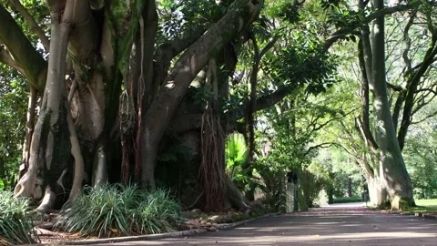 A massive tree with large roots in botan... | Stock Video | Pond5