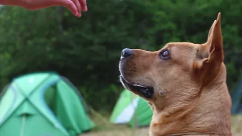 New Commands Stock Videos – Royalty-Free HD & 4K Videos | Pond5