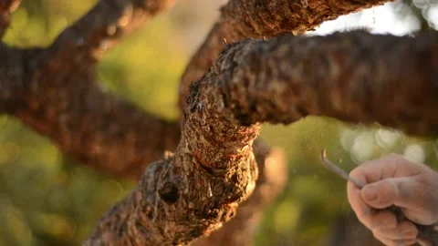 Mastic tree harvest | Stock Video | Pond5