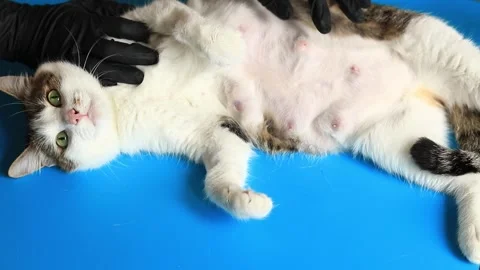 What Is Mastitis Stock Videos – Royalty-Free HD & 4K Videos