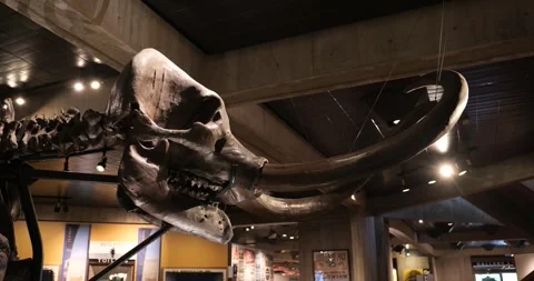 Mastodon skeleton head at the Ohio Histo... | Stock Video | Pond5