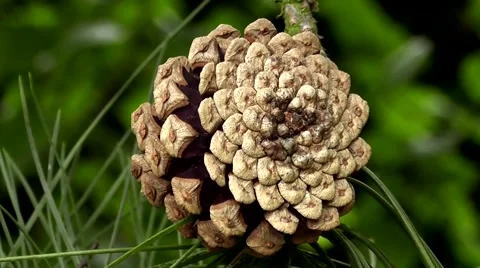 Golden Ratio Nature Stock Videos – Royalty-Free HD & 4K Videos