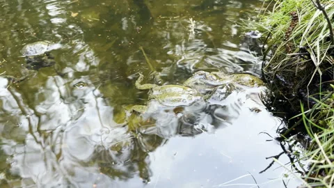 A Mating Ball of toads is floating at th... | Stock Video | Pond5
