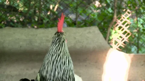 Chickens Mating Stock Videos – Royalty-Free HD & 4K Videos | Pond5