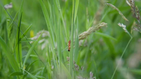 Mating Common red soldier beetles in gra... | Stock Video | Pond5