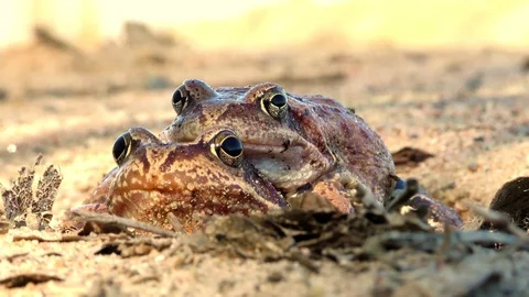 Animal Copulation Stock Videos – Royalty-Free HD & 4K Videos