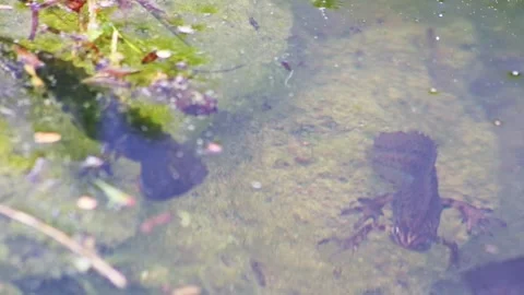 Mating Season Show Stock Videos – Royalty-Free HD & 4K Videos