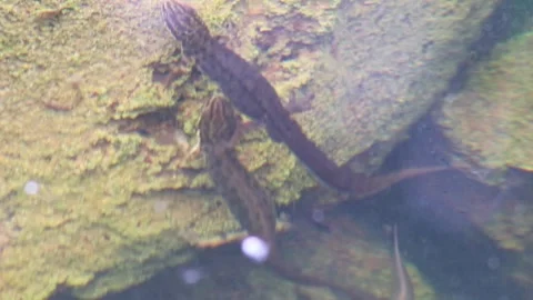 Mating couple of great crested newts mat... | Stock Video | Pond5
