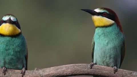 Mating Birds Stock Videos – Royalty-Free HD & 4K Videos