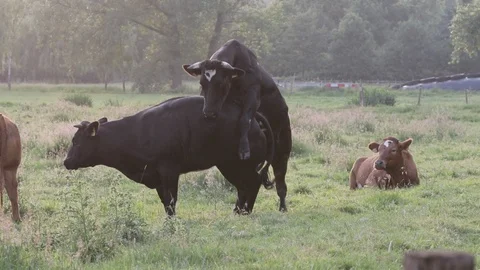 Bulls Mating Cows Stock Video Footage | Royalty Free Bulls Mating Cows Videos | Pond5