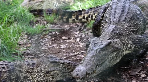 Croc Mating Stock Footage ~ Royalty Free Stock Videos | Pond5