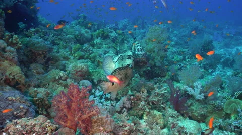 Mating fish, mating fight - underwater s... | Stock Video | Pond5
