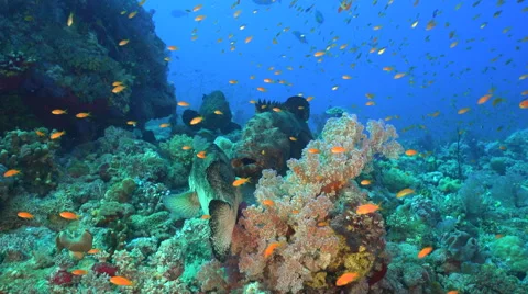Mating fish, mating fight - underwater s... | Stock Video | Pond5