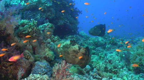 Mating fish, mating fight - underwater s... | Stock Video | Pond5