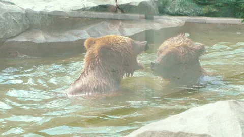 Bears Mating Stock Videos – Royalty-Free HD & 4K Videos