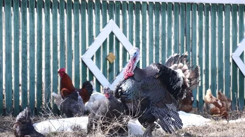 Farm Animals Mating Stock Videos – Royalty-Free HD & 4K Videos