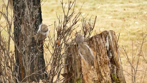 Pursue It Video Stock Videos – Royalty-Free HD & 4K Videos | Pond5