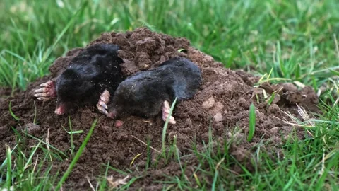 Mating of moles. Two moles mate on the s... | Stock Video | Pond5