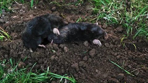 Mating of moles. Two moles mate on the s... | Stock Video | Pond5