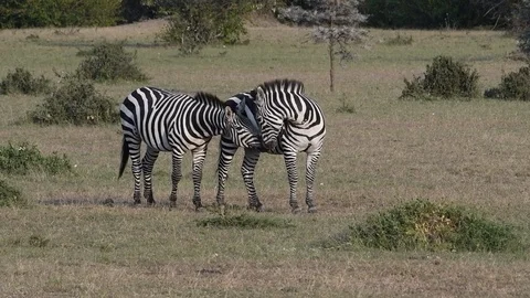 Zebras Mating Stock Video Footage | Royalty Free Zebras Mating Videos ...