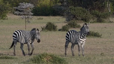 Zebras Mating Stock Videos – Royalty-Free HD & 4K Videos