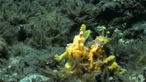 Mating pair of yellow Frogfish rest on t... | Stock Video | Pond5