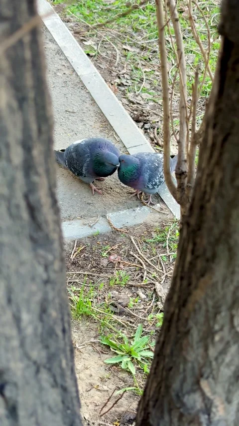 Animals Mating Hard and Long Stock Footage ~ Royalty Free Stock Videos ...