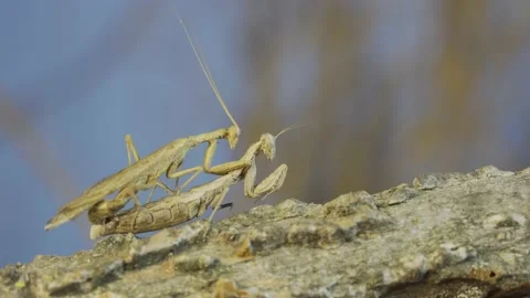 The mating process of praying mantises. ... | Stock Video | Pond5