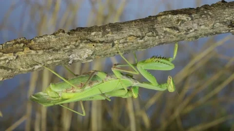 The mating process of praying mantises. ... | Stock Video | Pond5