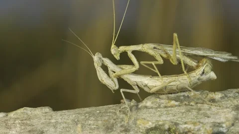 The mating process of praying mantises. ... | Stock Video | Pond5