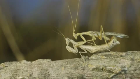 The mating process of praying mantises. ... | Stock Video | Pond5