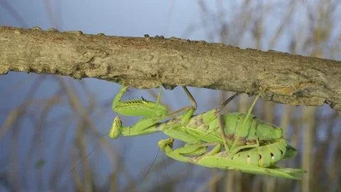 The mating process of praying mantises. ... | Stock Video | Pond5