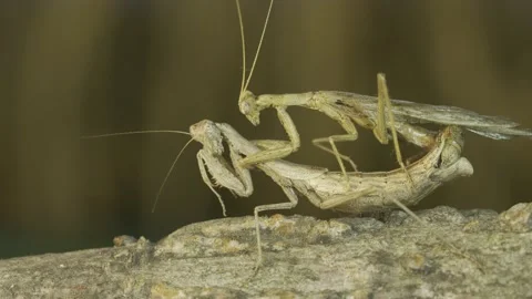 The mating process of praying mantises. ... | Stock Video | Pond5