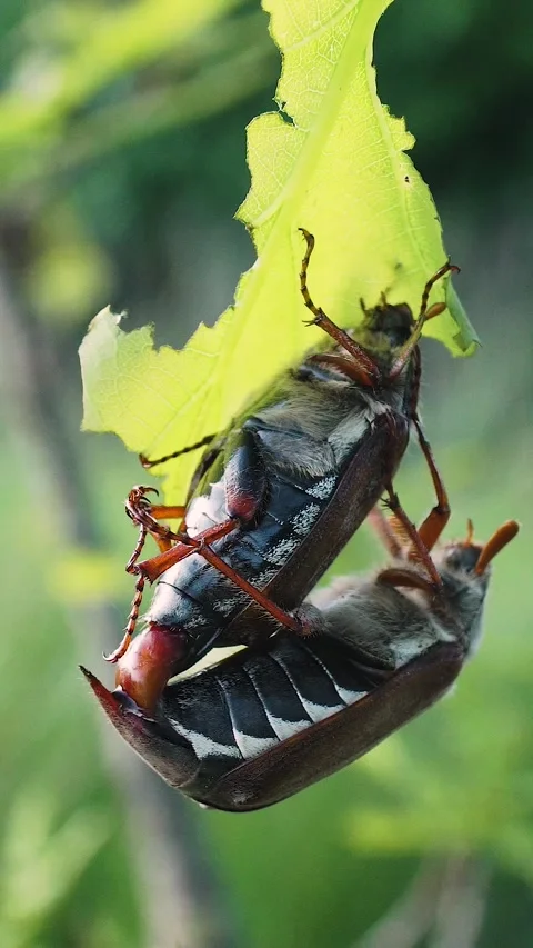 Invasion Season 4 Stock Videos – Royalty-Free HD & 4K Videos