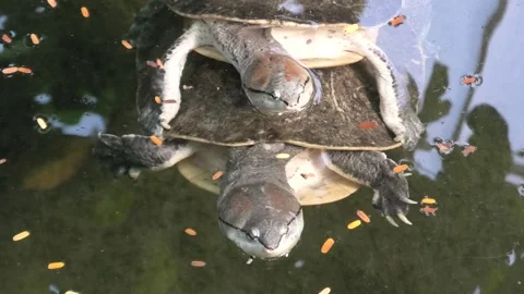 Turtle Mating Stock Footage ~ Royalty Free Stock Videos | Pond5