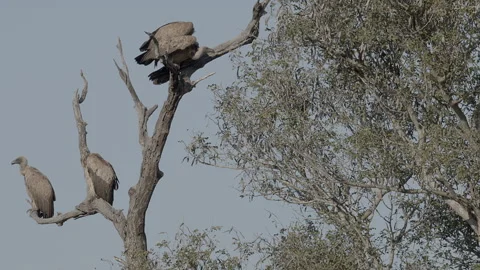 Mating Vultures in tree | Stock Video | Pond5