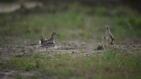 Matting dance of Birds (Indian Thick-kne... | Stock Video | Pond5